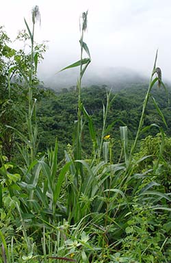 M. en C. Manuel González Ledesma (CIB) :: ICBI